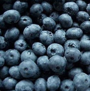 Blueberry - Encore Fruit