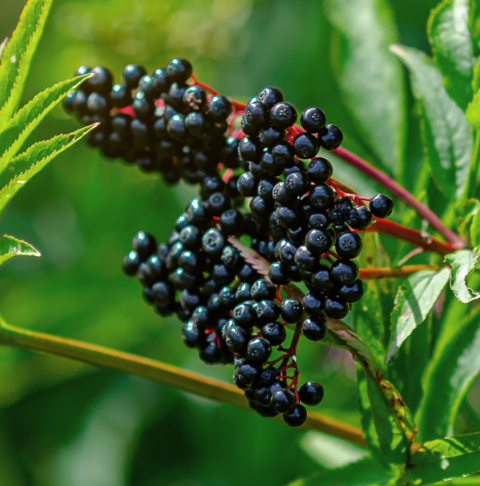 The Goods - Encore Fruit